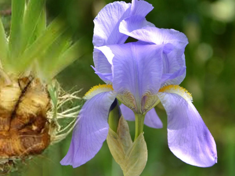 ORRIS ROOT ABSOLUTE IRYS Iris Pallida XPP4116 - lawendy.pl
